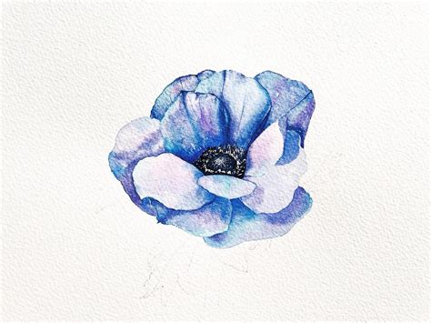 바람의 꽃 아네모네