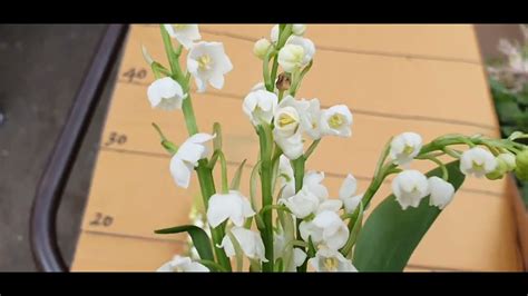 은방울꽃4 5까치생화 꽃집 꽃집창업 꽃값 온라인꽃시장 온라인꽃도매 인터넷꽃시장 인터넷꽃도매 서울꽃시장 꽃농장 꽃배송 생화배송 생화도매 생화택배 꽃배달 생화배달 생화주문