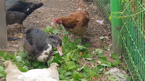 귀농귀촌폴카언니 거위 기러기 닭밥주기 Youtube