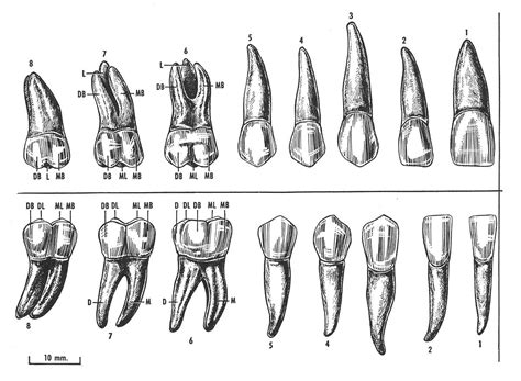 Human Tooth Drawing