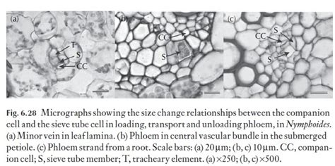Loading Phloem In Leaf