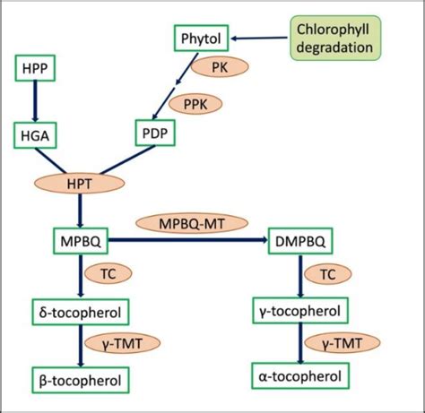 Tocopherol Biosynthesis Pathway Substrates Are Shown In Green Boxes Download Scientific