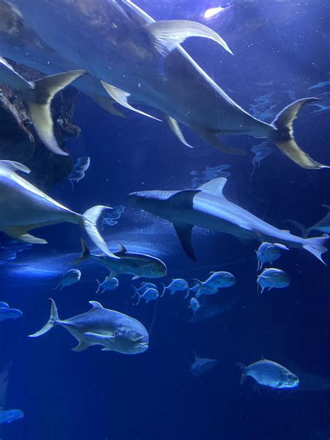 Aquarium Combined Object Detection Dataset V6 2023 06 26 108pm By