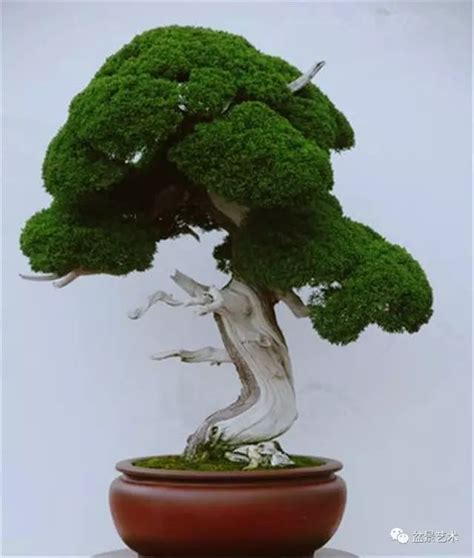 十大盆景图片大全欣赏名贵排名第2页大山谷图库