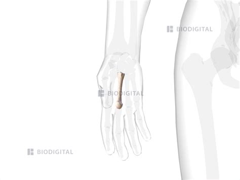 Right Third Metacarpal Biodigital Anatomy