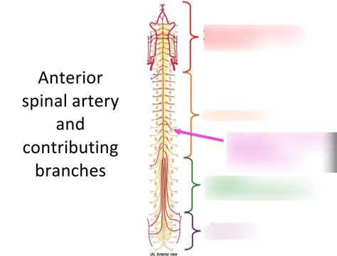 Anterior Spinal Artery And Contributing Branches Diagram Quizlet
