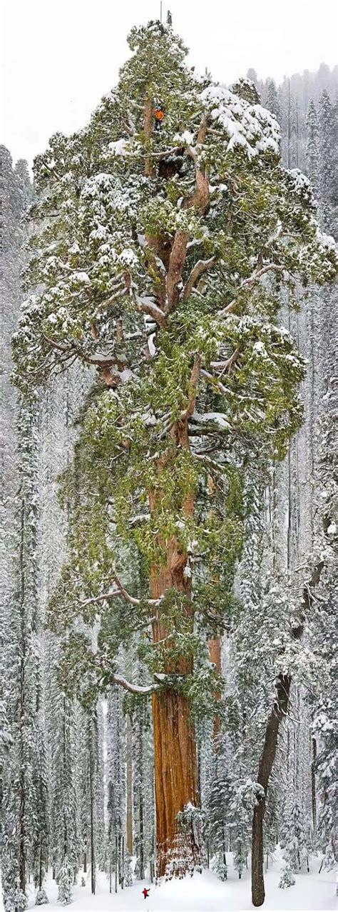 The Oldest Sequoia In The World 3200 Years Old Photographed In Whole