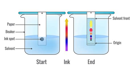 The Different Types Of Chromatography Techniques Media Bros