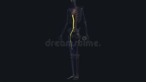 Great Saphenous Vein And Small Saphenous Vein Are Superficial Veins In