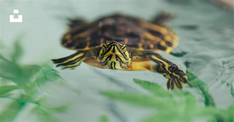 물에 검은 색과 노란색 거북이 사진 Unsplash의 무료 바다거북 이미지