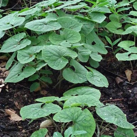 Canada Wild Ginger Asarum Canadense Approx 20 Seeds