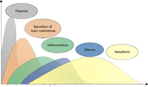 Diagram Of The Ischemic Cascade Download Scientific Diagram