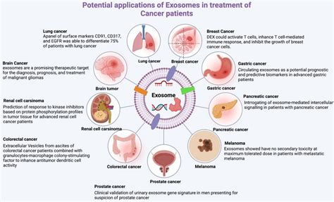 Exosome Mediated Treatment Has The Potential To Cure Cancer Disease