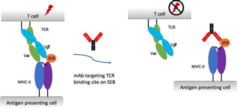 Determination Of Staphylococcus Aureus Enterotoxin B Creative Diagnostics