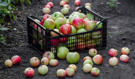 Пробная партия яблок из садоводческих хозяйств Тамбовской области доставлена в сеть ресторанов