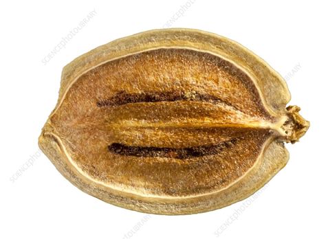 Parsnip Seed Grain Lm Stock Image C0300278 Science Photo Library Parsnip Seed Grain Lm Stock Image C0300278 Science Photo Library