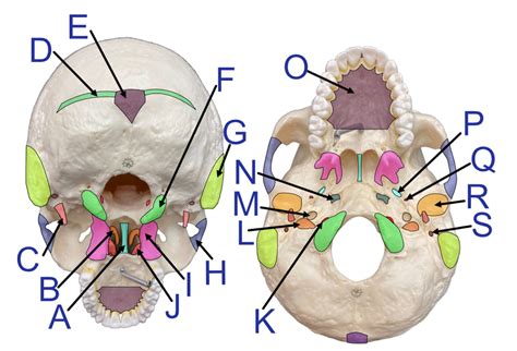Posterior Inferior View Diagram Quizlet