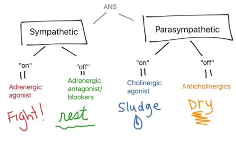 Beta Adrenergic Receptors Types Function Location Stimulation Effects Made Easy Artofit