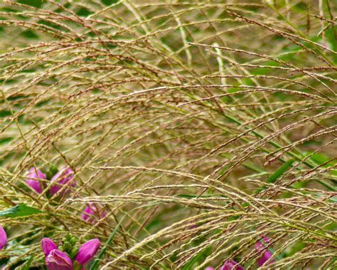 15 Shade Tolerant Ornamental Grasses For Your Garden Complete Gardening