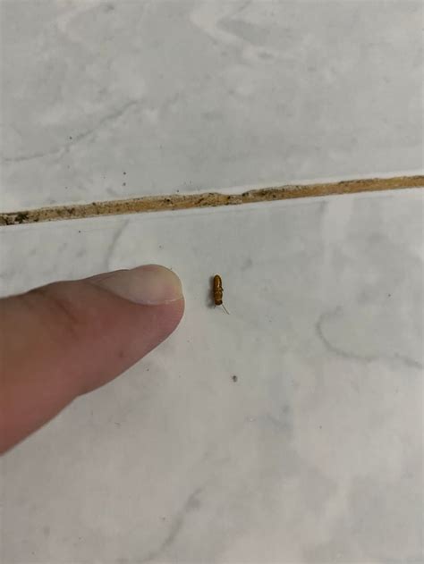 Tiny Bugs From Under Pvc Floor Mat What Are They R Whatsthisbug