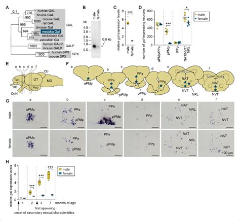 Male Biased Sexual Dimorphism Exists In Gal Expression In The Mpoa A Download Scientific