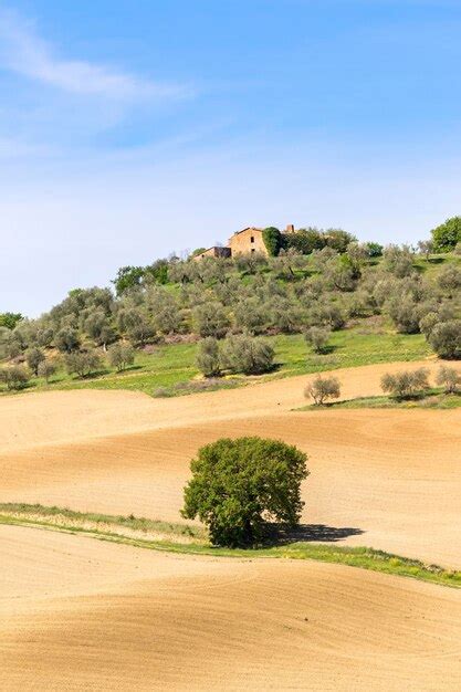 Premium Photo Solitary Tree On A Dirt Road In A Field With A Olive