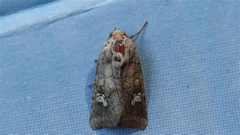 Ear Moth Markeisingbirding