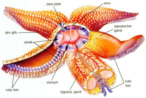Biology Phylum Mollusca And Echinodermata For Neet Aipmt Askiitians