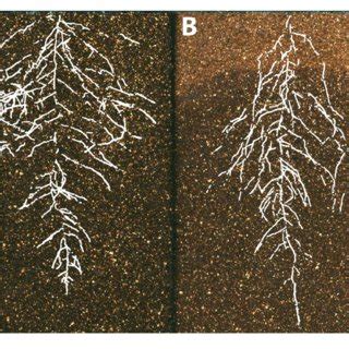 The Environmental Basis Of Plant Morphology Root System Architecture Download Scientific