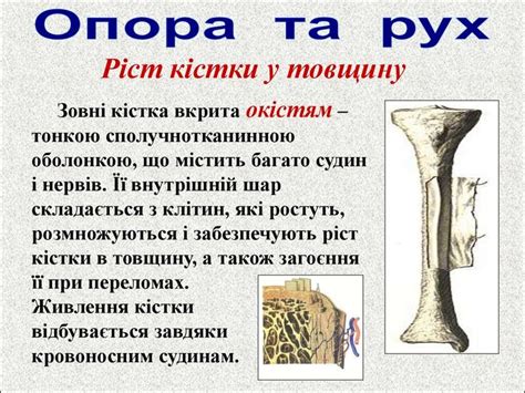 Опорно рухова система людини Online Presentation Ppt