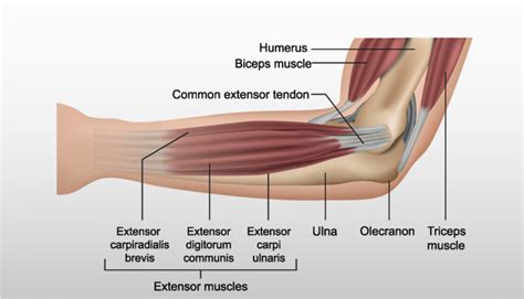 Physical Therapy For Tennis Elbow Mangiarelli Rehabilitation