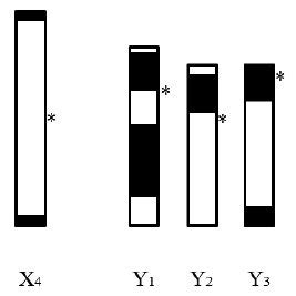 C Band Ideogram Sex Chromosomes Configurations Of A Fraterculus Found Download Scientific