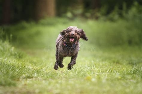 Brown Cockapoo In The Windsor Forest Flying On A Fast Run Stock Image