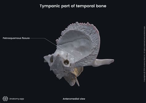 Temporal Bone Anatomy App