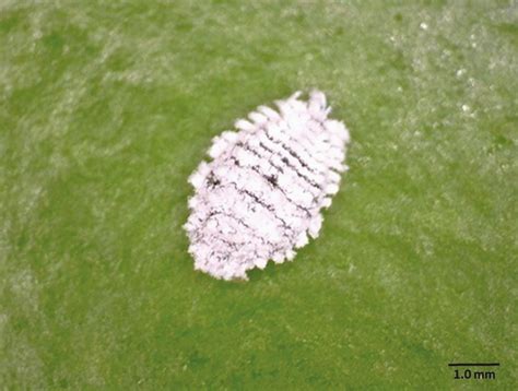 Hibiscus Mealybug Nipaecoccus Viridis Adult Female Entomology Today