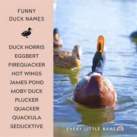 What Is Duck Called In Other Languages At Michael Dittmer Blog