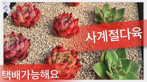 택배됩니다 사계절다육 신상다육이 보면서 함께 놀아주세요 010 8386 4684 다음 영상이 궁금하시면구독 좋아요 알림🛎부탁드려요~ Youtube