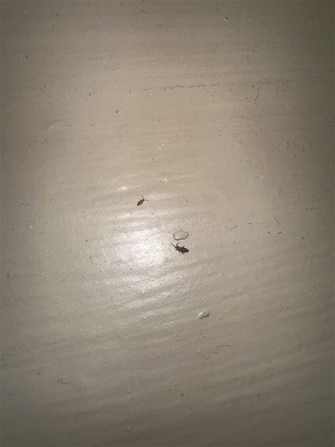 What Are These Tiny Bugs On My Window Sill Theyre Only On My Window Sill And They Just Crawl