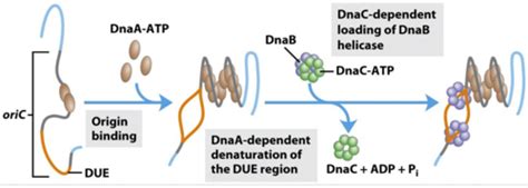 MCBM DNA Replication Lecture Flashcards Quizlet