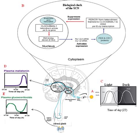 Figure 1 From Clock Genes In Depression Semantic Scholar