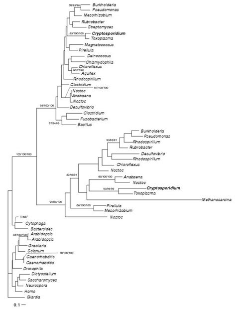Phylogenetic Analyses Of 14 α Glucan Branching Enzyme Numbers Above