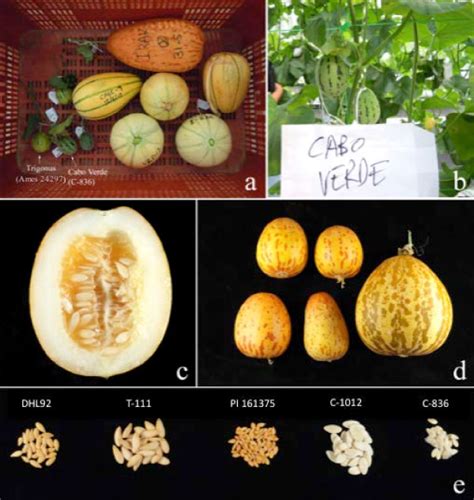 High Presenceabsence Gene Variability In Defense Related Gene Clusters