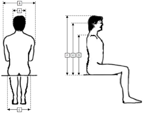 Figure B Measured Dimensions A Head Breadth B Shoulder Breadth Download Scientific