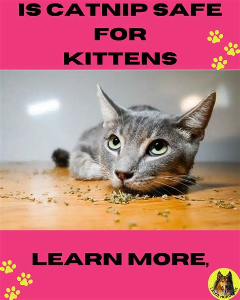 Is Catnip Safe For Kittens