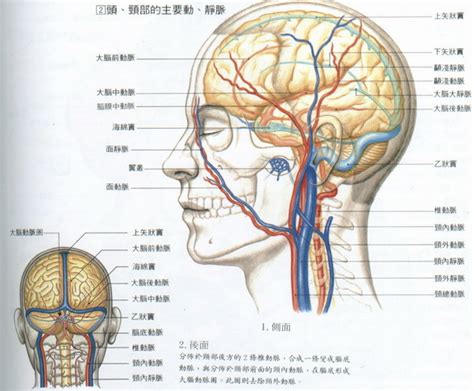 10頭骨腦髓 穴道經絡acupuncture study udn部落格