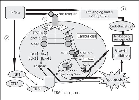 Figure 1 From Impact Of Interferon Therapy After Curative Treatment Of