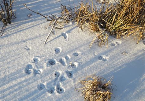 Coyote Tracks