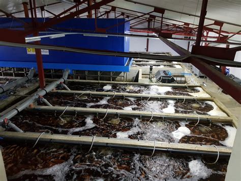 Recirculating Aquaculture System Or Ras Aquaculture Id