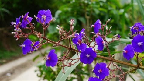 Premium Photo Violetas