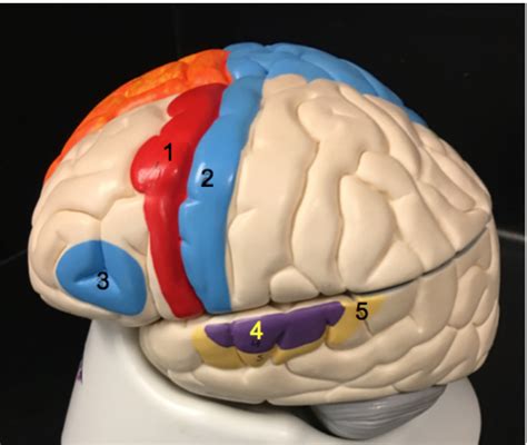 Functional Brain Model Cortexes Diagram Quizlet